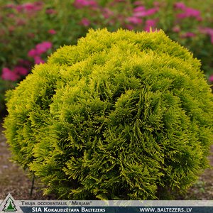 thuja mirjam